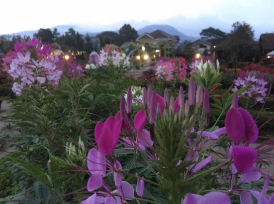 5 Wisata Taman Bunga di Bandung - infobdg.com